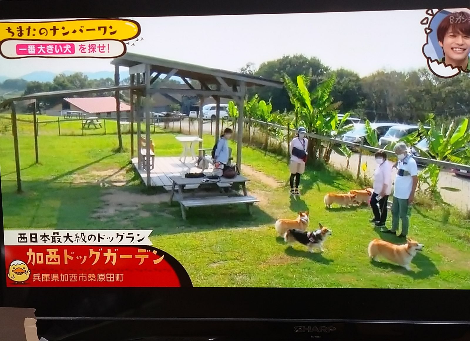 _20221106_181937 ｜ 【プロスパアケンネル】コーギー専門ブリーダー 両親犬DM（変性性脊髄症）の遺伝子検査済の子犬を探すなら ...