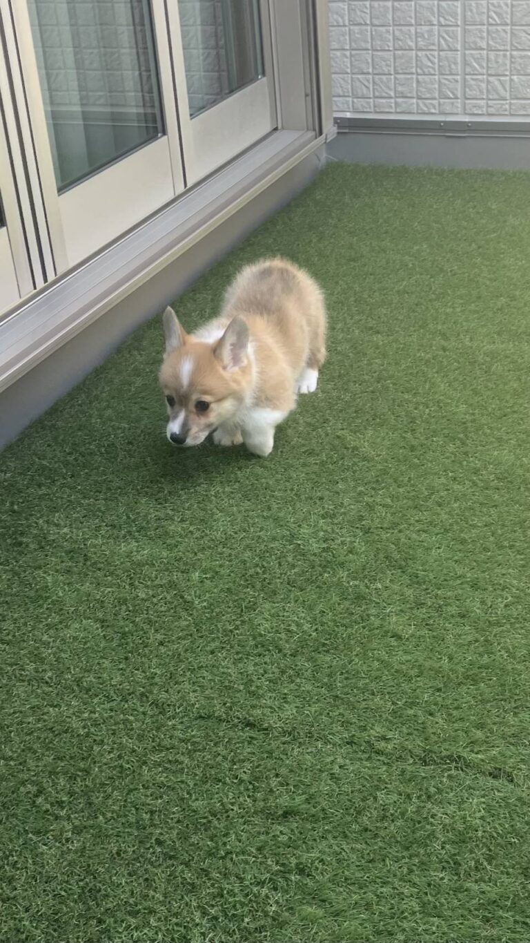 【プロスパアの子犬たち】コーギー便り(*‘ω‘ *) 浅井かいくん．山田スカイくん ｜ 【プロスパアケンネル】コーギー専門ブリーダー 両親犬DM（変性性脊髄症）の遺伝子検査済の子犬を探すなら ...