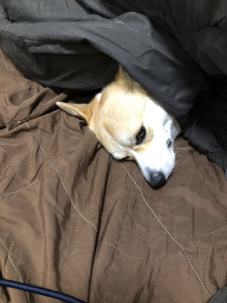 【プロスパアの子犬たち】コーギー便り(*‘ω‘ *) ｜ 【プロスパアケンネル】コーギー専門ブリーダー 両親犬DM（変性性脊髄症）の遺伝子検査 ...