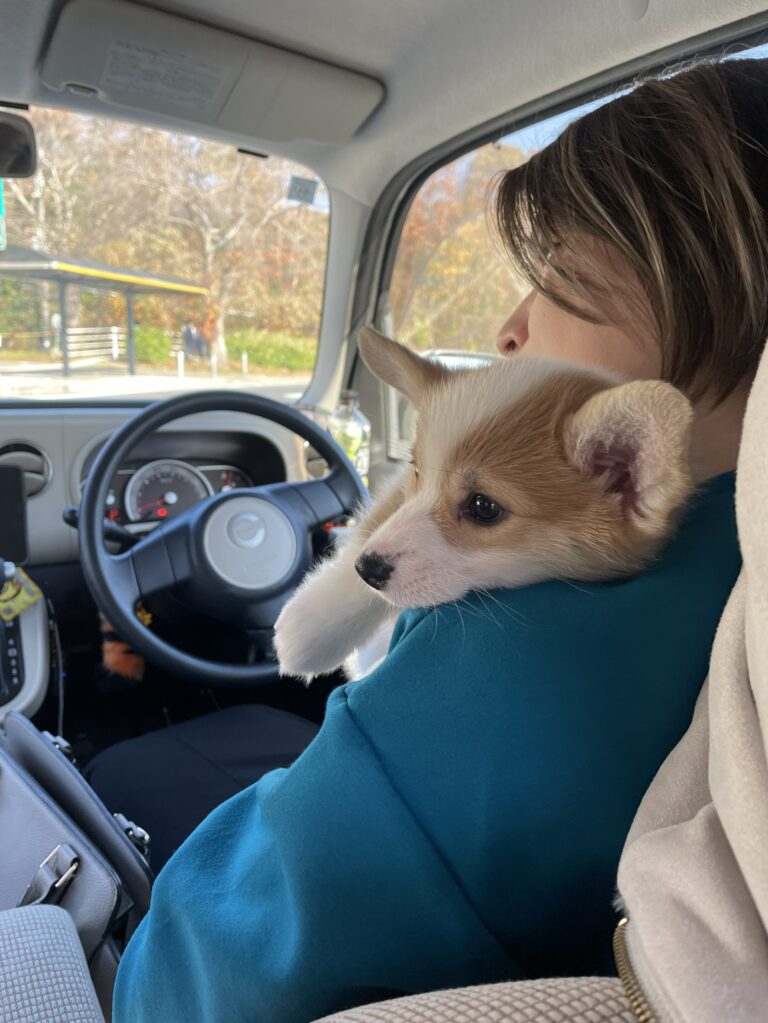 【プロスパアの子犬たち】コーギー便り(*‘ω‘ *) 和田琥太郎くん。のんちゃん 宮部クロアちゃん．鞍川チカちゃん．馬渕アルフくん、ウィンくん ...