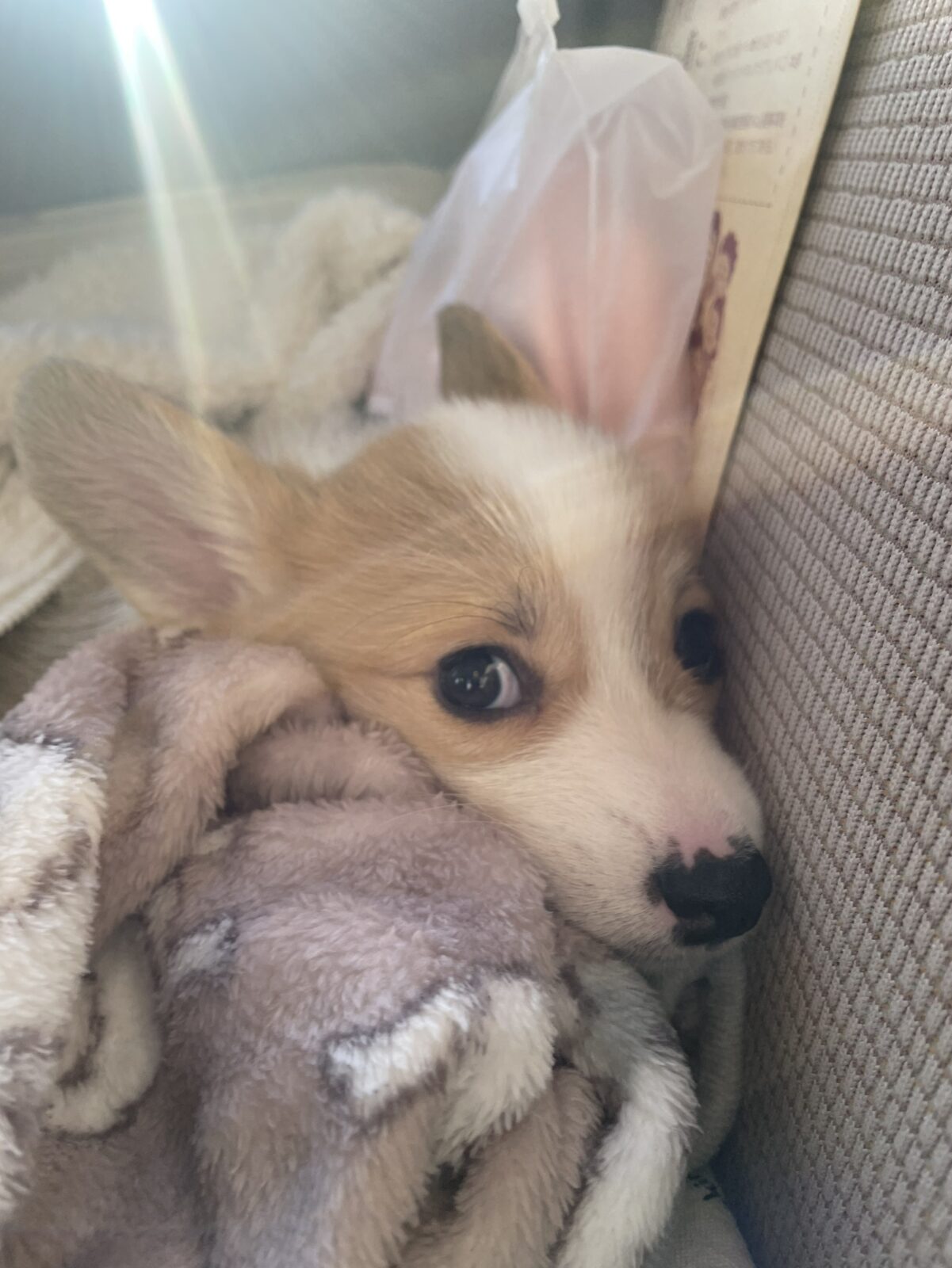 【プロスパアの子犬たち】コーギー便り(*‘ω‘ *) 和田琥太郎くん。のんちゃん 宮部クロアちゃん．鞍川チカちゃん．馬渕アルフくん、ウィンくん ...