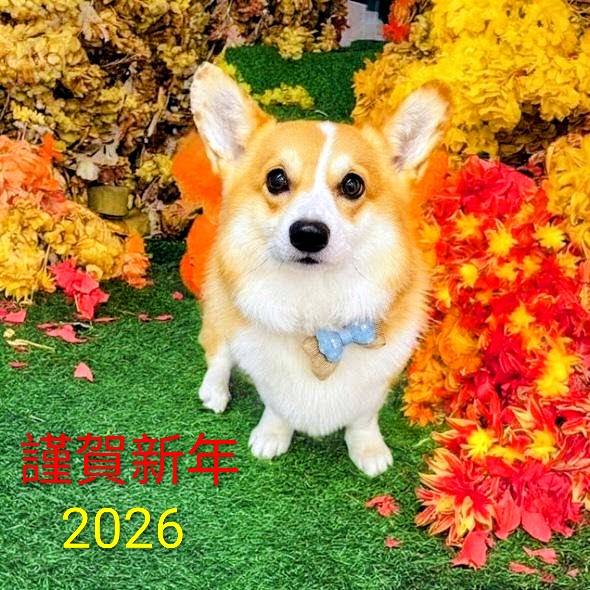 【プロスパアの子犬たち】コーギー便り(*‘ω‘ *) 溜まったお便り‼ ｜ 【プロスパアケンネル】コーギー専門ブリーダー 両親犬DM（変性性 ...