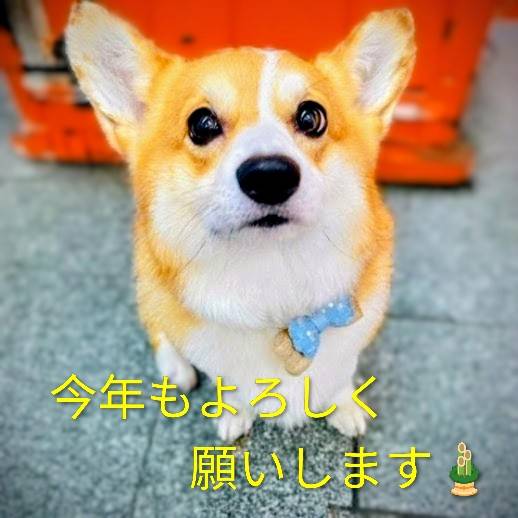【プロスパアの子犬たち】コーギー便り(*‘ω‘ *) 溜まったお便り‼ ｜ 【プロスパアケンネル】コーギー専門ブリーダー 両親犬DM（変性性 ...