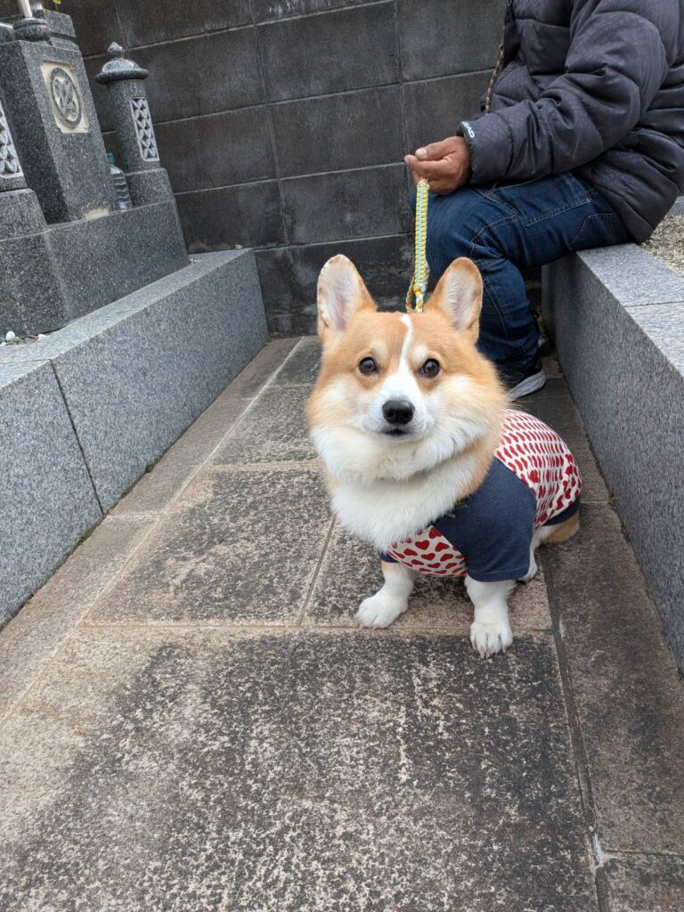 【プロスパアの子犬たち】コーギー便り(*‘ω‘ *) 溜まったお便り‼ ｜ 【プロスパアケンネル】コーギー専門ブリーダー 両親犬DM（変性性 ...