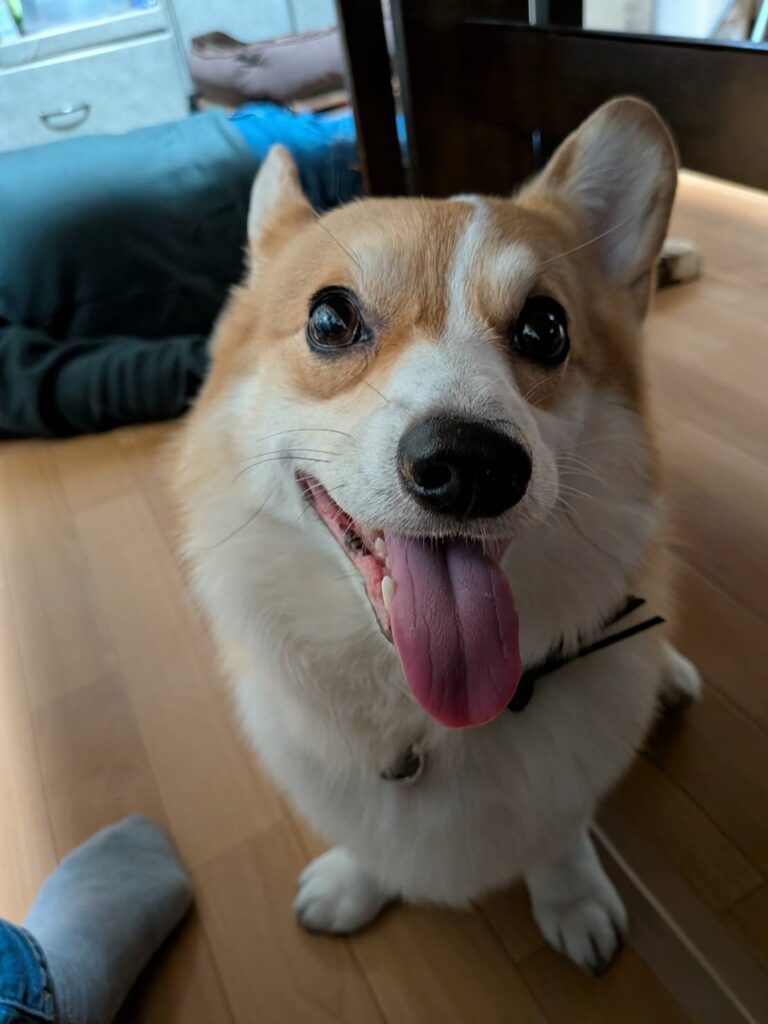 【プロスパアの子犬たち】コーギー便り(*‘ω‘ *) 溜まったお便り‼ ｜ 【プロスパアケンネル】コーギー専門ブリーダー 両親犬DM（変性性 ...