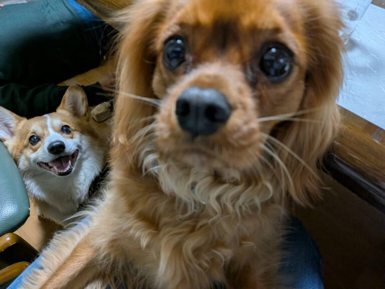 【プロスパアの子犬たち】コーギー便り(*‘ω‘ *) 溜まったお便り‼ ｜ 【プロスパアケンネル】コーギー専門ブリーダー 両親犬DM（変性性 ...