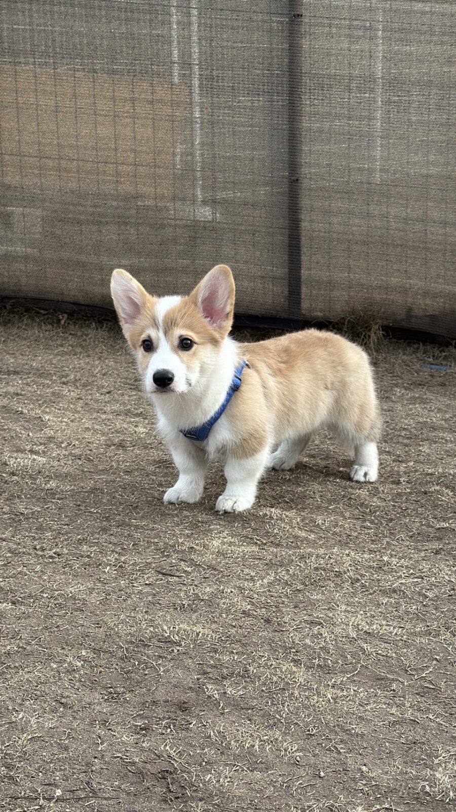 【プロスパアの子犬たち】コーギー便り(*‘ω‘ *) 馬渕アルフくん、ウィンくん 大澤福之助くん．矢倉ゆずちゃん．中西エマちゃん ｜ 【プロス ...
