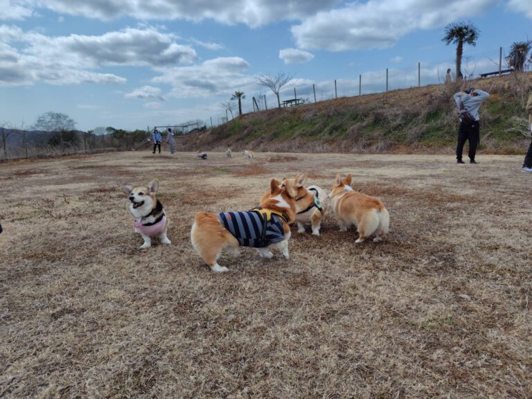 【プロスパアの子犬たち】コーギー便り(*‘ω‘ *) プロスパアっ子親睦会．Part2 ｜ 【プロスパアケンネル】コーギー専門ブリーダー 両親 ...