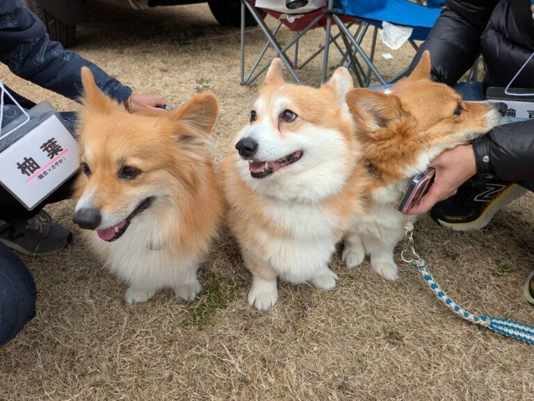 【プロスパアの子犬たち】コーギー便り(*‘ω‘ *) プロスパアっ子親睦会．Part2 ｜ 【プロスパアケンネル】コーギー専門ブリーダー 両親 ...