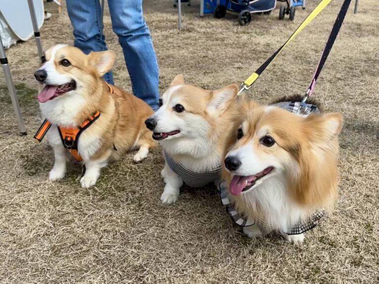 【プロスパアの子犬たち】コーギー便り(*‘ω‘ *) プロスパアっ子親睦会．Part4 ｜ 【プロスパアケンネル】コーギー専門ブリーダー 両親 ...