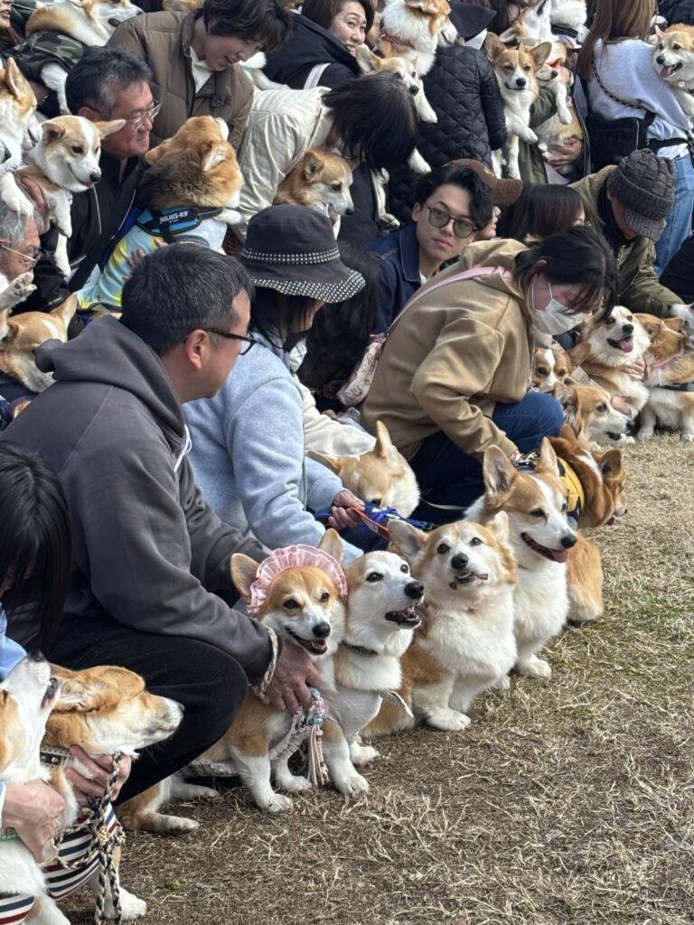 【プロスパアの子犬たち】コーギー便り(*‘ω‘ *) プロスパアっ子親睦会．Part9 小林アドルフくん ｜ 【プロスパアケンネル】コーギー ...