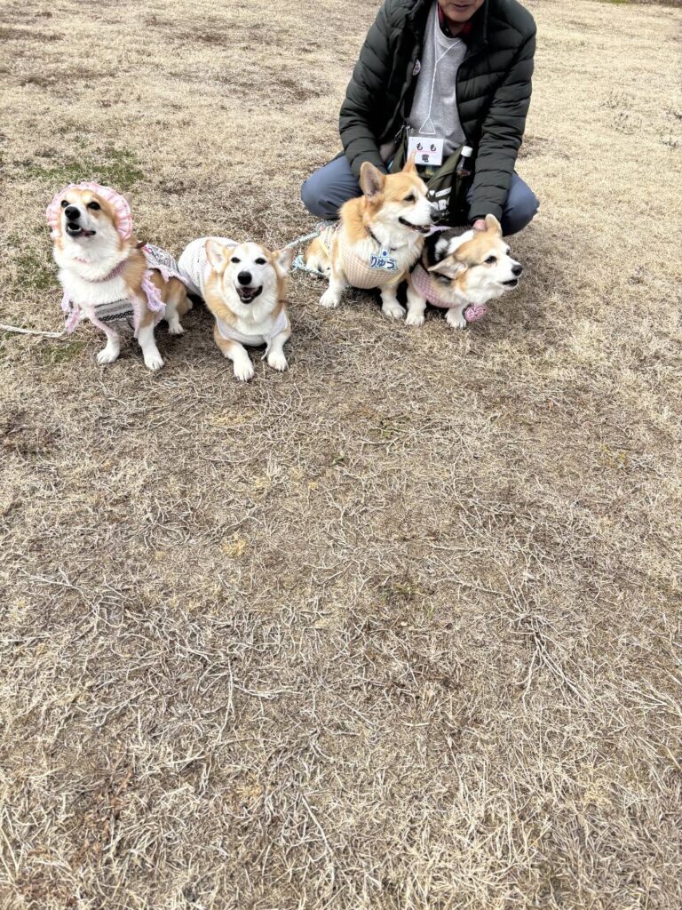 【プロスパアの子犬たち】コーギー便り(*‘ω‘ *) プロスパアっ子親睦会．Part9 小林アドルフくん ｜ 【プロスパアケンネル】コーギー ...