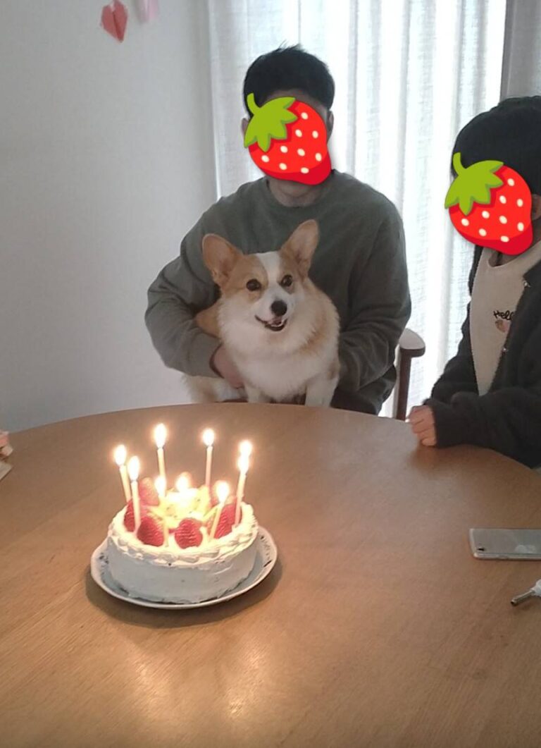 【プロスパアの子犬たち】コーギー便り(*‘ω‘ *) プロスパアっ子親睦会．Part10 ｜ 【プロスパアケンネル】コーギー専門ブリーダー ...