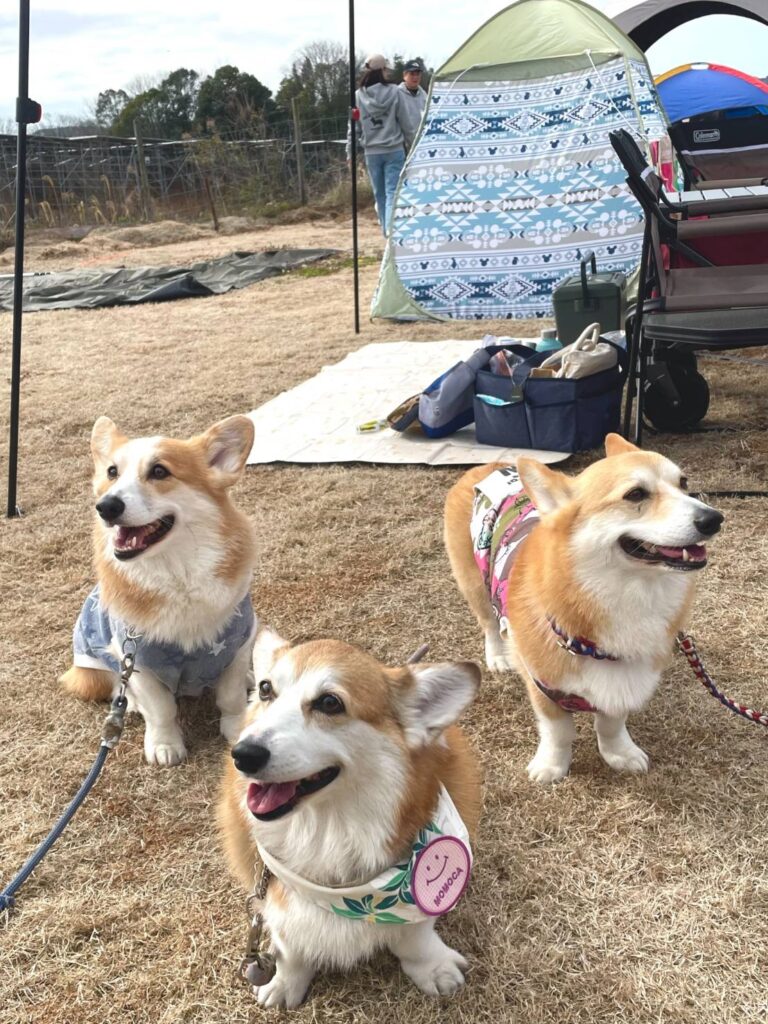【プロスパアの子犬たち】コーギー便り(*‘ω‘ *) プロスパアっ子親睦会．Part10 ｜ 【プロスパアケンネル】コーギー専門ブリーダー ...