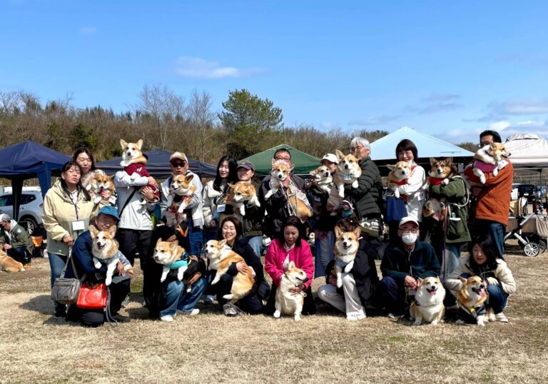 【プロスパアの子犬たち】コーギー便り(*‘ω‘ *) プロスパアっ子親睦会．Part10 ｜ 【プロスパアケンネル】コーギー専門ブリーダー ...