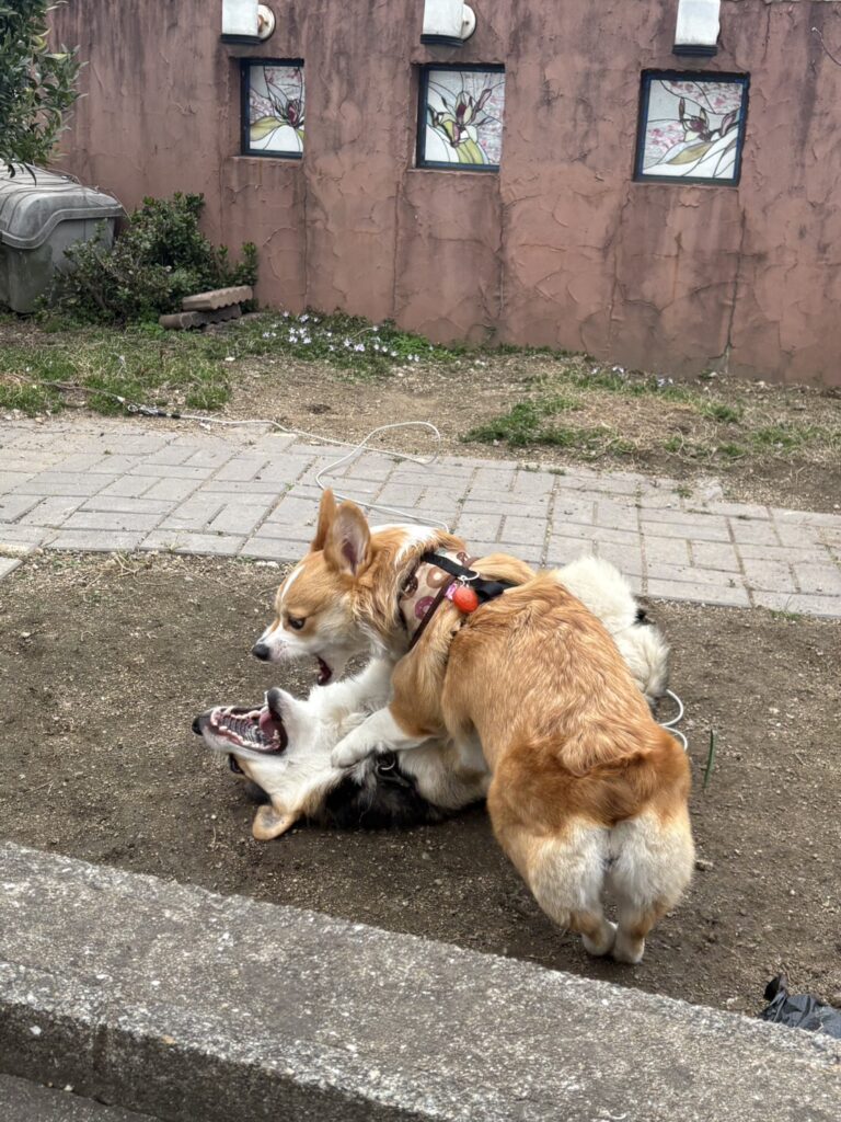 【プロスパアの子犬たち】コーギー便り(*‘ω‘ *) 三木みつばちゃん ｜ 【プロスパアケンネル】コーギー専門ブリーダー 両親犬DM（変性性 ...